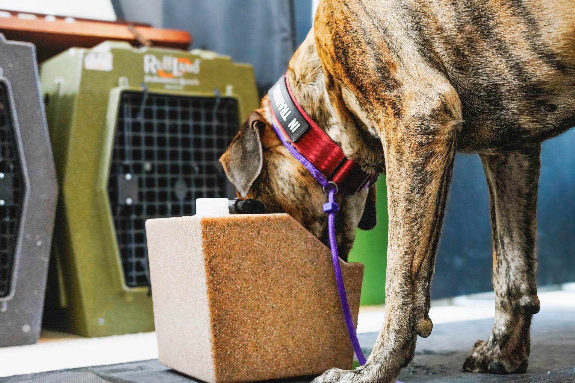 RuffLand® Product Review: The Everyday Gear Trusted by Together Dog Co - RuffLand® Performance ...